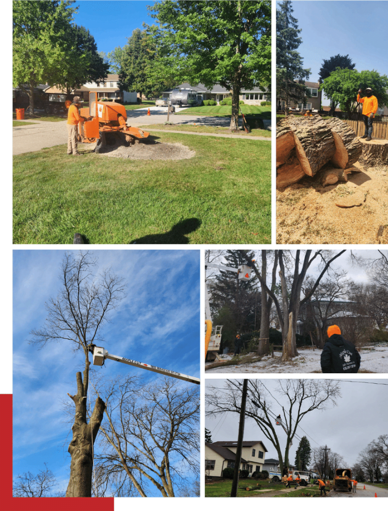 Tree Experts in Addison, IL - Maple Cut Quality Tree Service