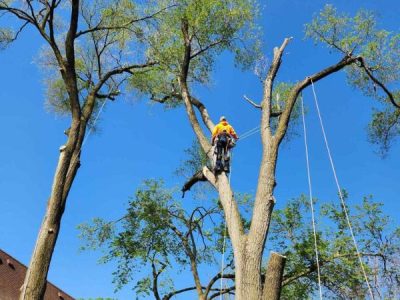 Maple Cut Quality Tree Service – Tree Experts In Addison, IL